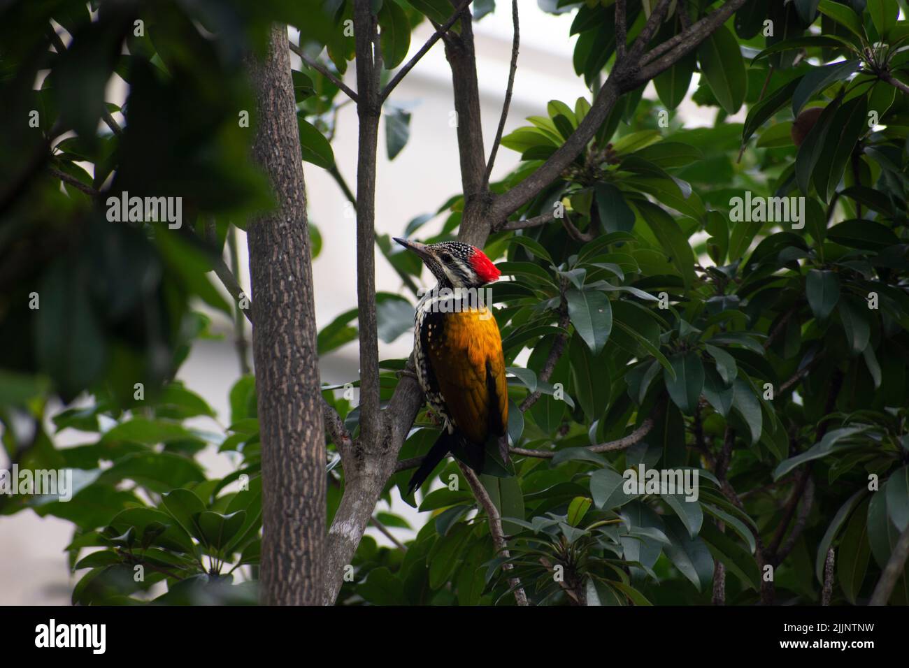 Woodpeckers pecking in tree hi-res stock photography and images - Alamy