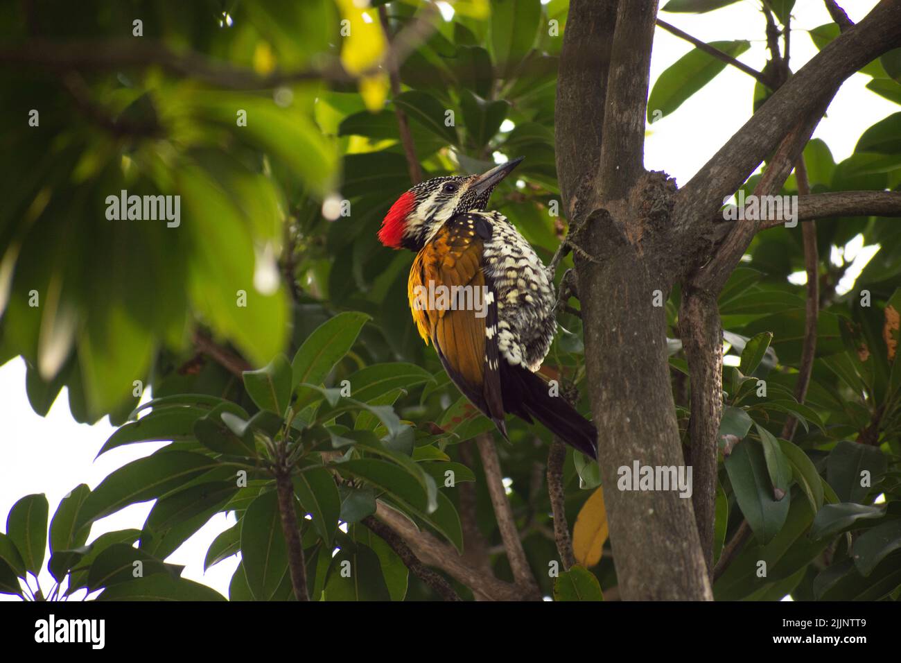 The pileated woodpecker is a large, mostly black woodpecker native to ...