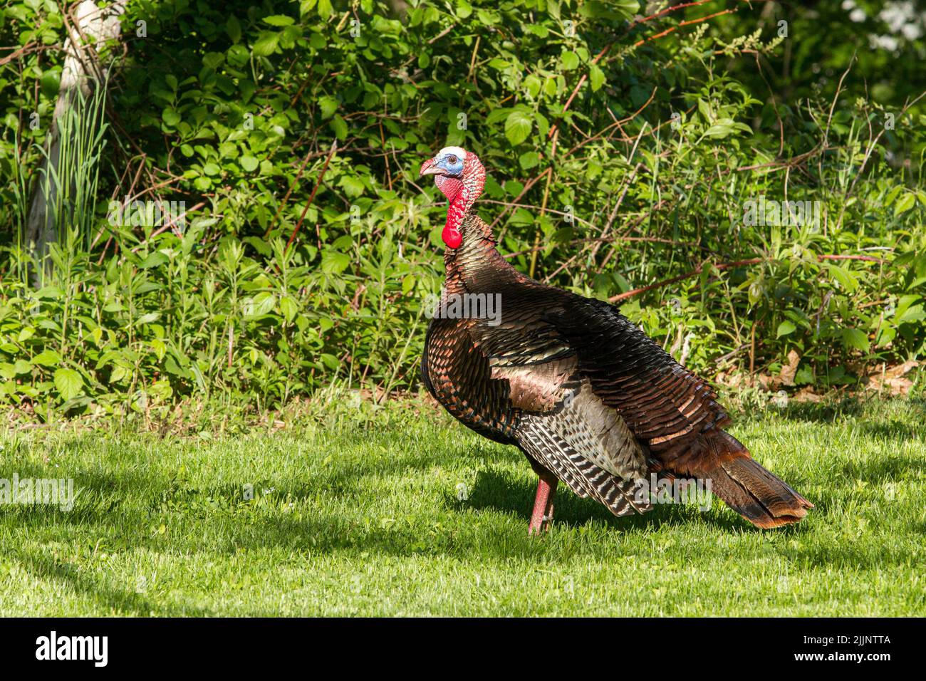 Male wild turkey Stock Photo - Alamy