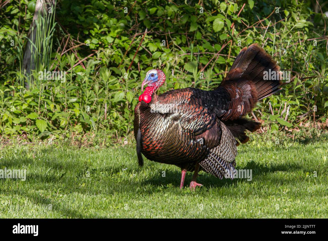 Tom Turkey displaying Stock Photo - Alamy