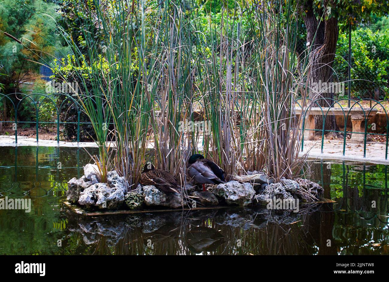 Ducks in one of the ponds at San Anton Gardens - Attard Malta Stock ...