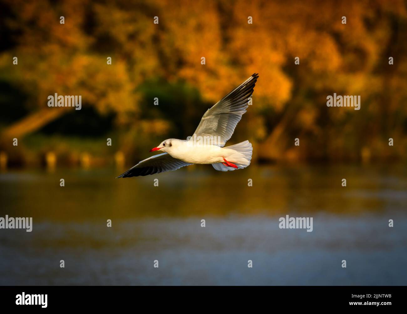 Flying water over seagull flying seagull hi-res stock photography and ...