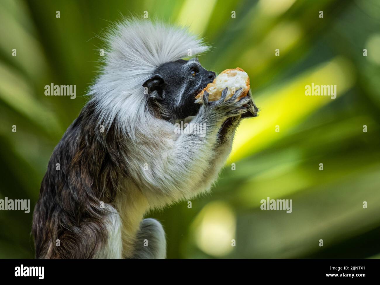 Tropical forest monkey hi-res stock photography and images - Alamy