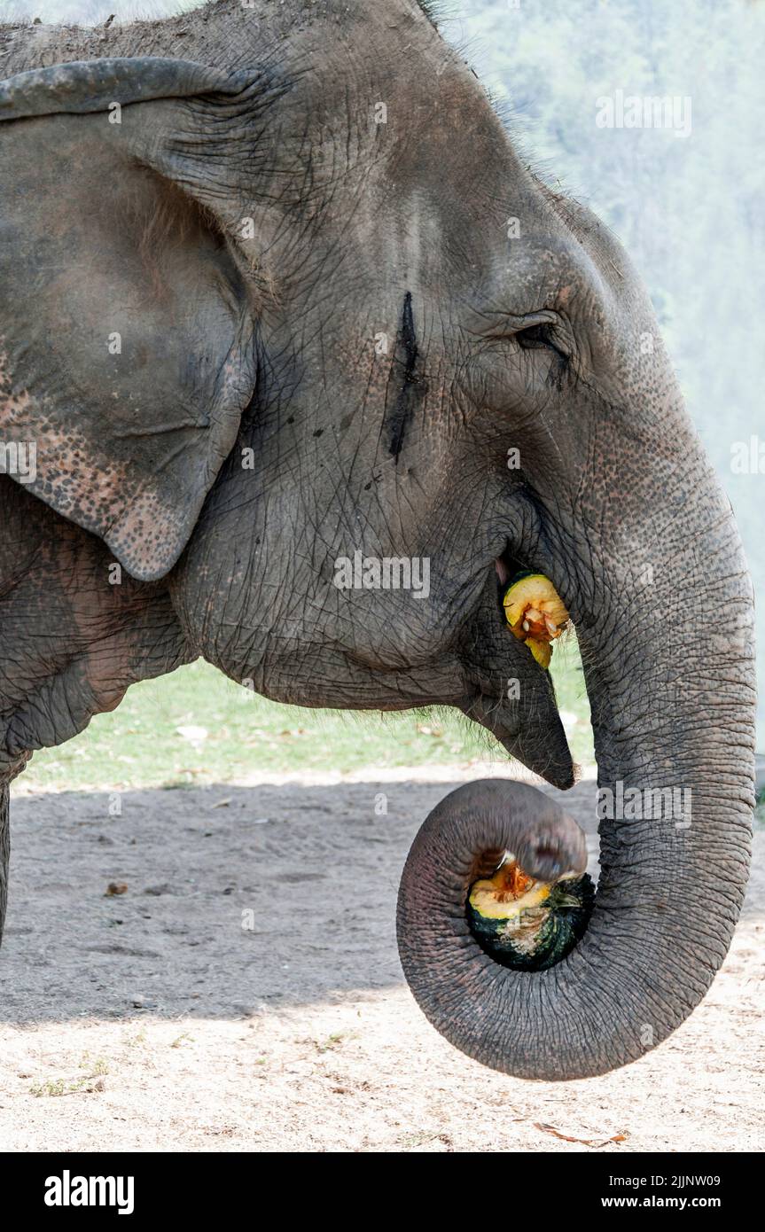 Majestic elephants in thailand hi-res stock photography and images - Alamy