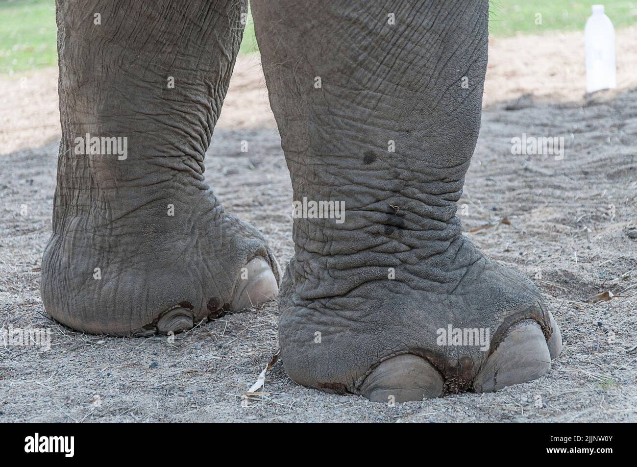 African elephant footprints hi-res stock photography and images - Alamy