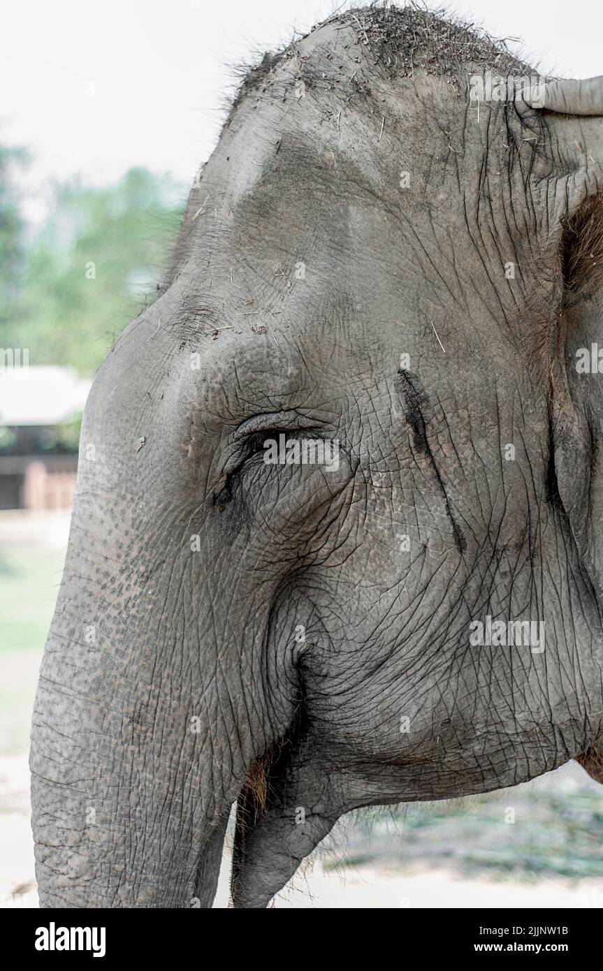 Elephants face hi-res stock photography and images - Alamy