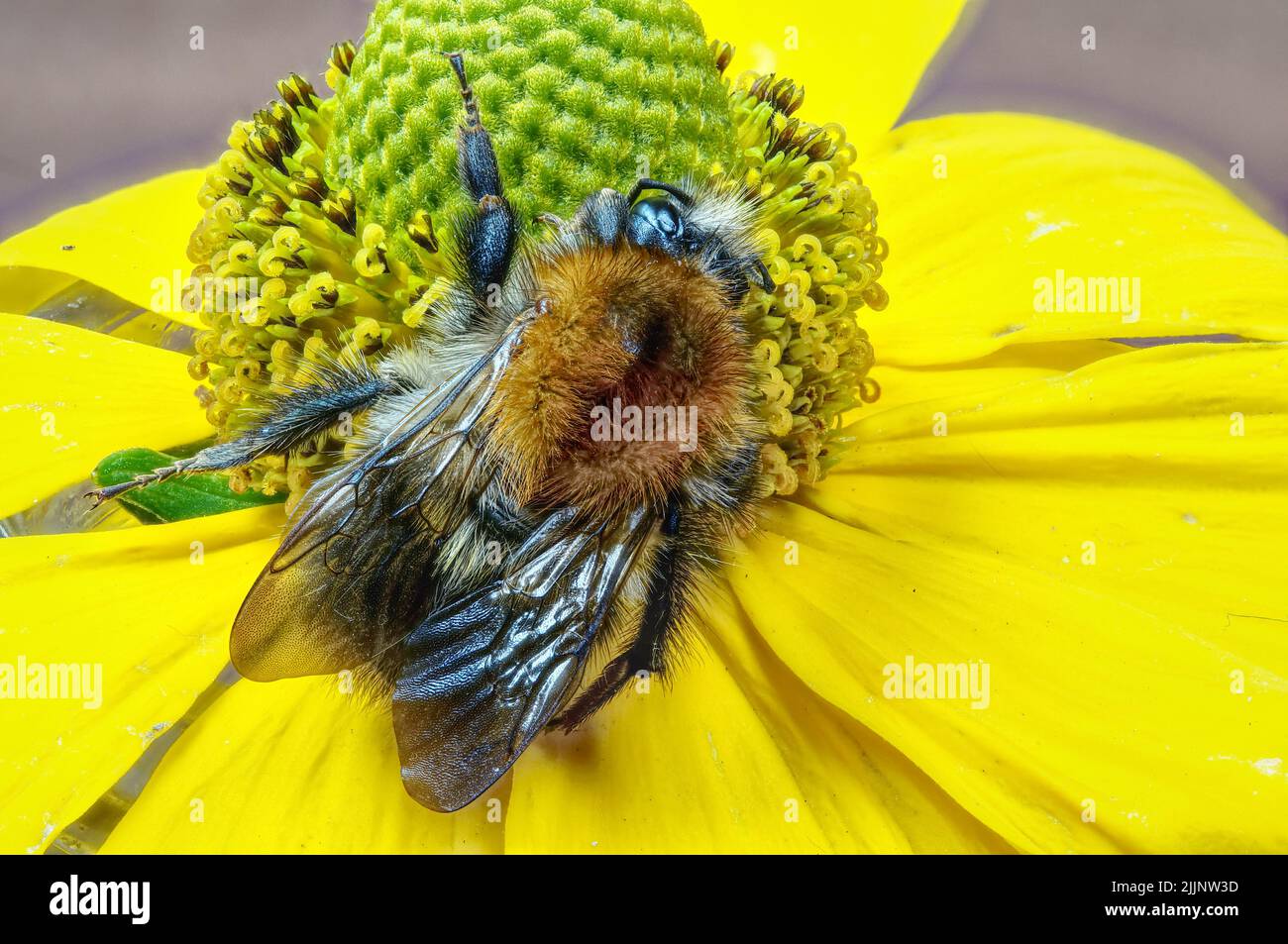 The tree bumblebee or new garden bumblebee (Bombus hypnorum) is a ...