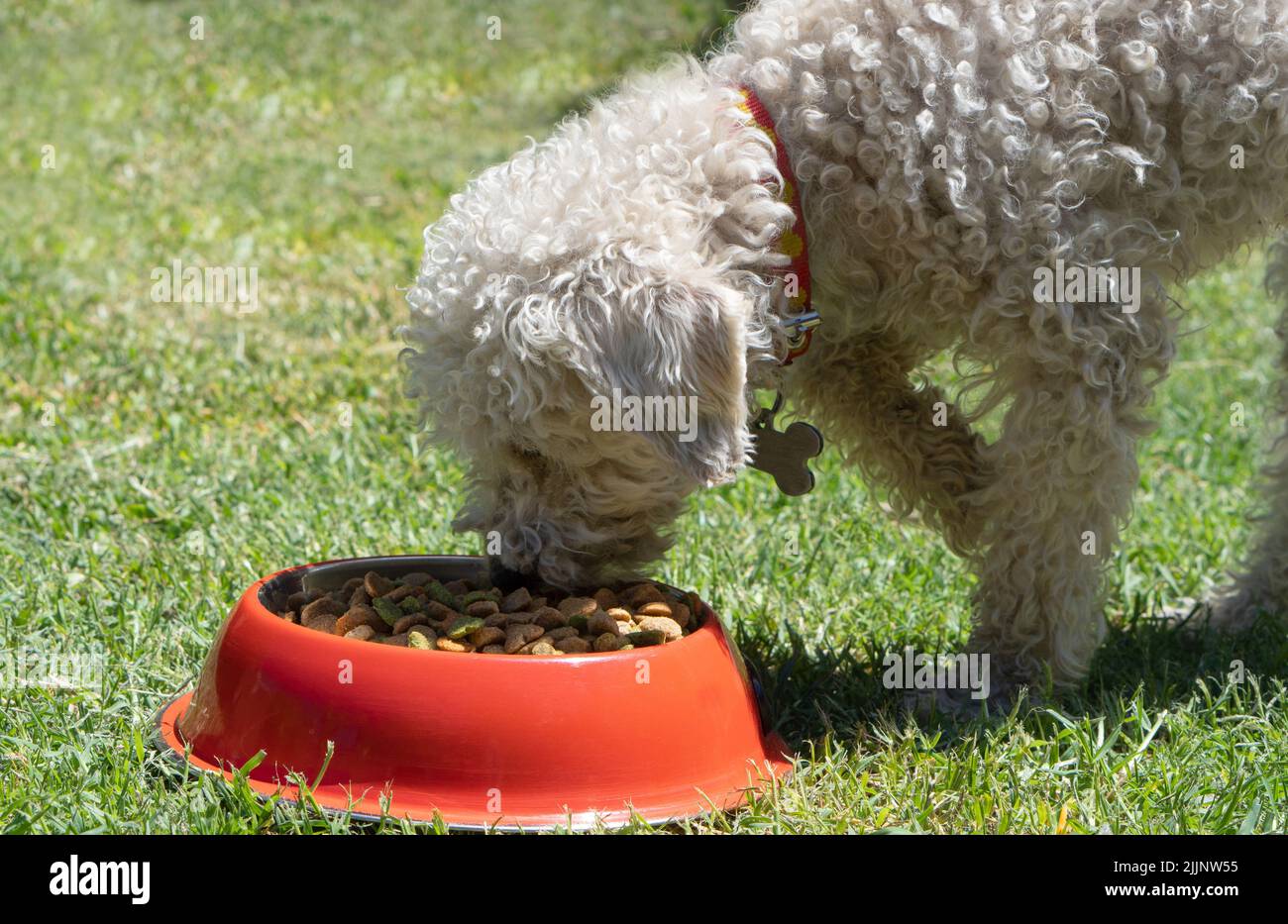 poodle dog eating from a pet food dish in the park while raising his ...