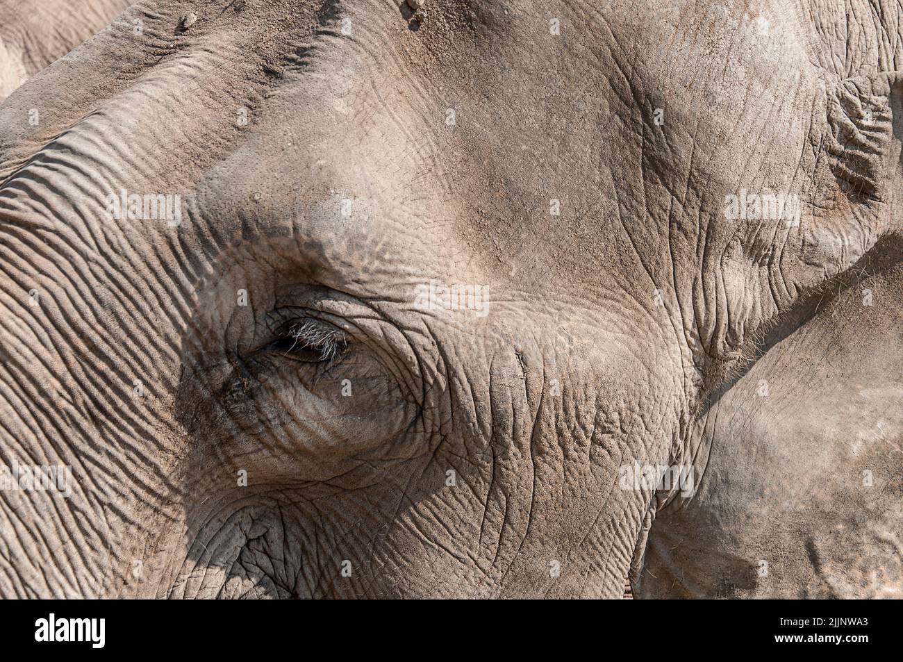Elephants face hi-res stock photography and images - Alamy