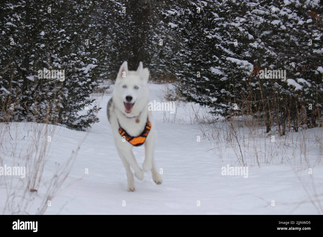 White husky hi-res stock photography and images - Alamy