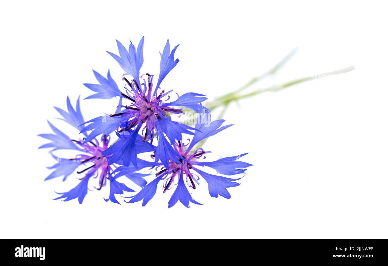 Purple knapweed flowers isolated on white background. Blue wild ...