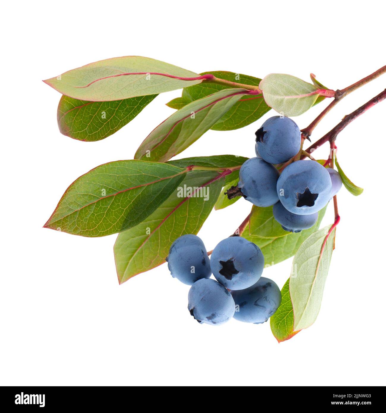 Blueberry branch isolated on white background. Bilberry or whortleberry ...