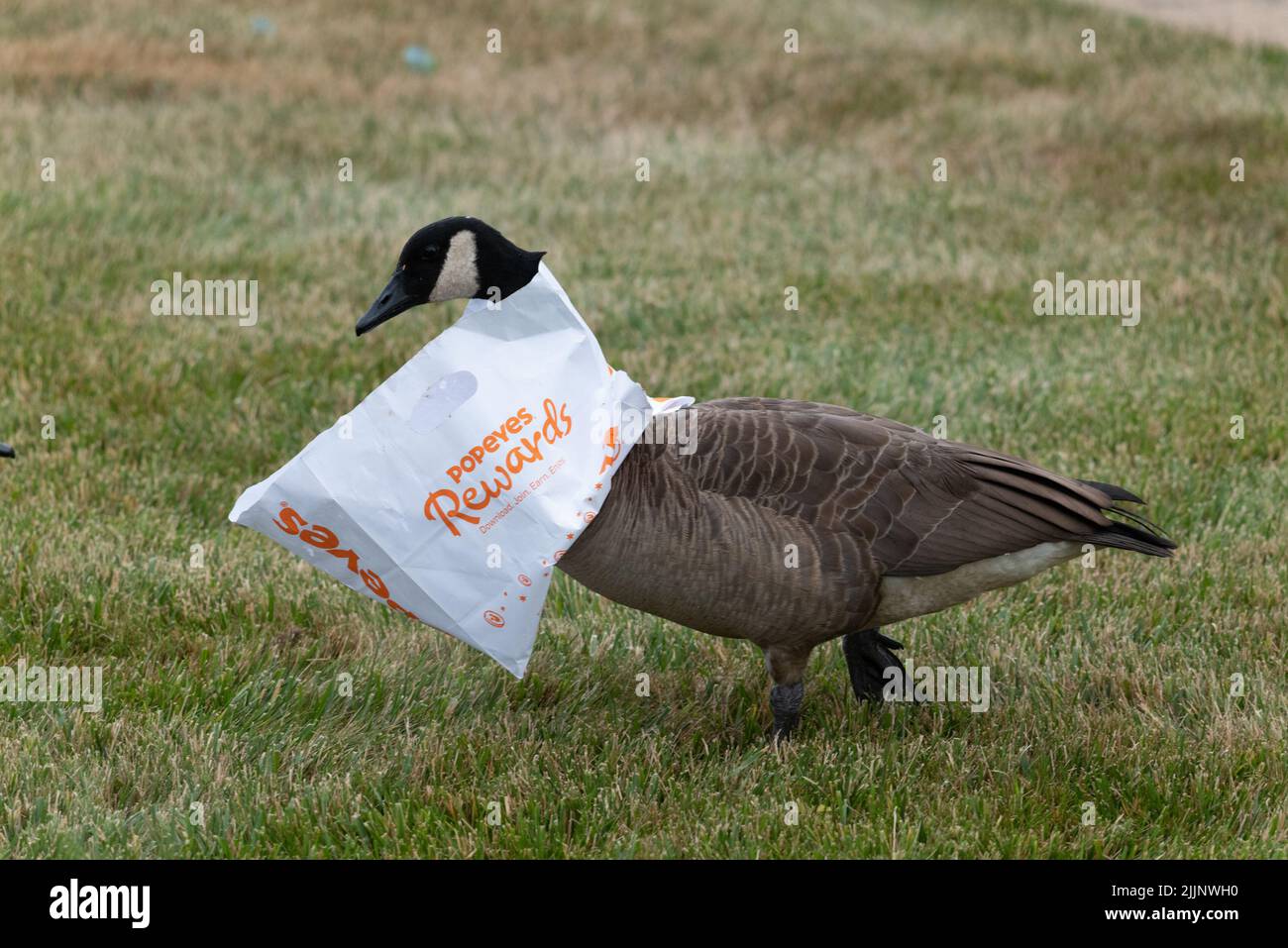 North Brunswick, New Jersey, USA. 27th July, 2022. A family of geese ...