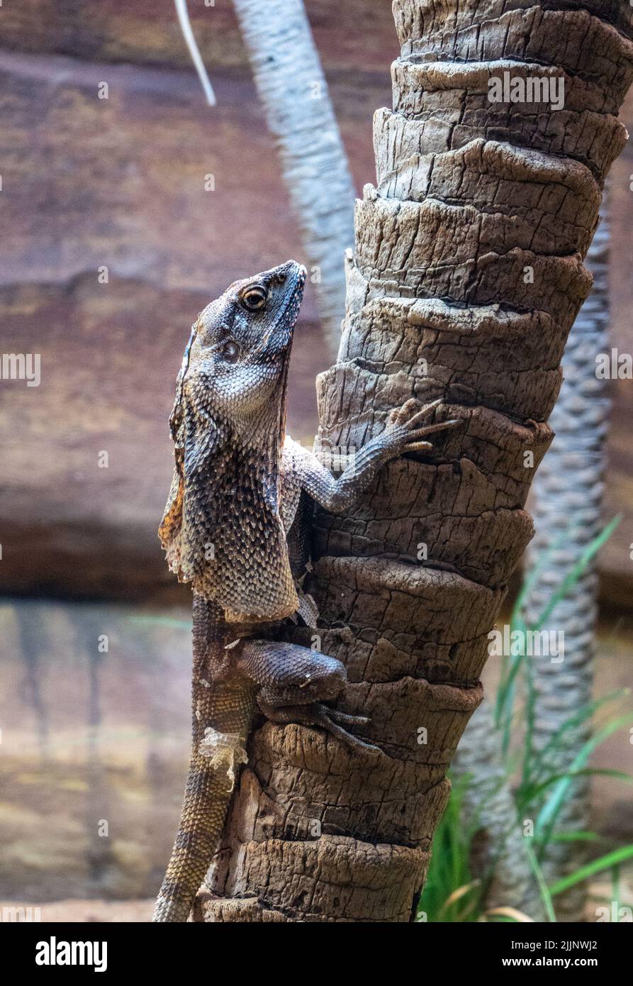 Climbing dragon hi-res stock photography and images - Alamy