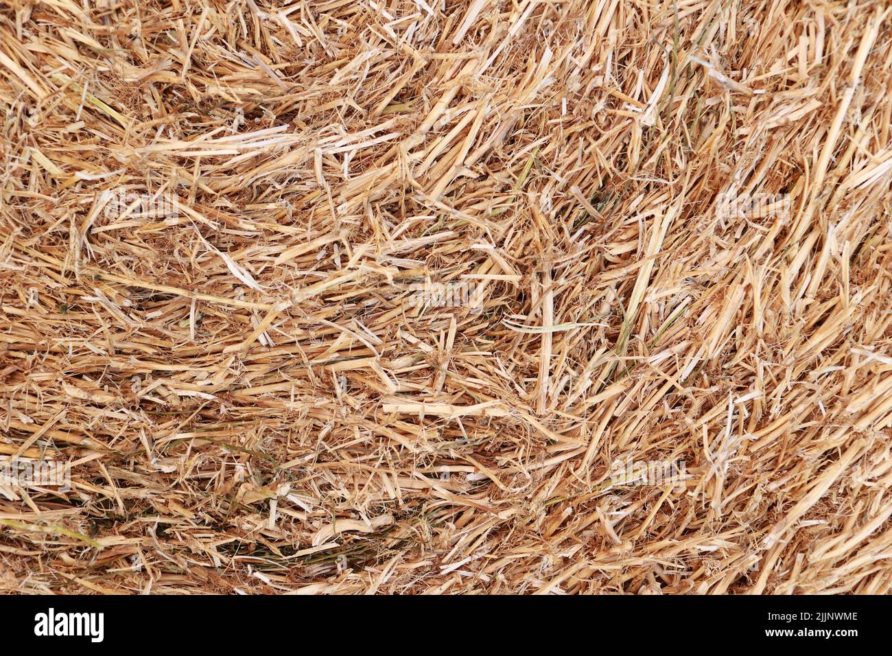 straw texture. golden cut straw from winter wheat on field, concept of ...