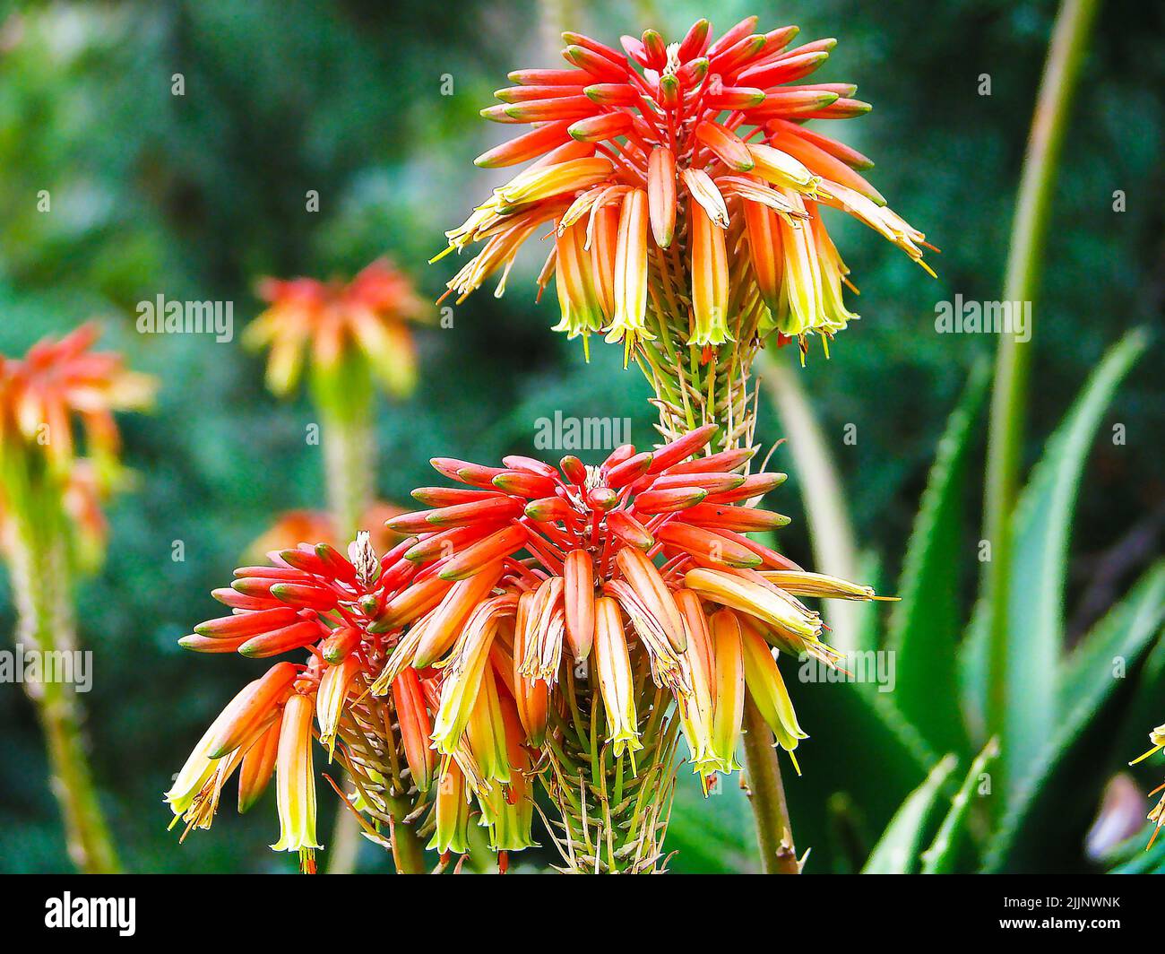 Exotic bush flowers Stock Photo - Alamy
