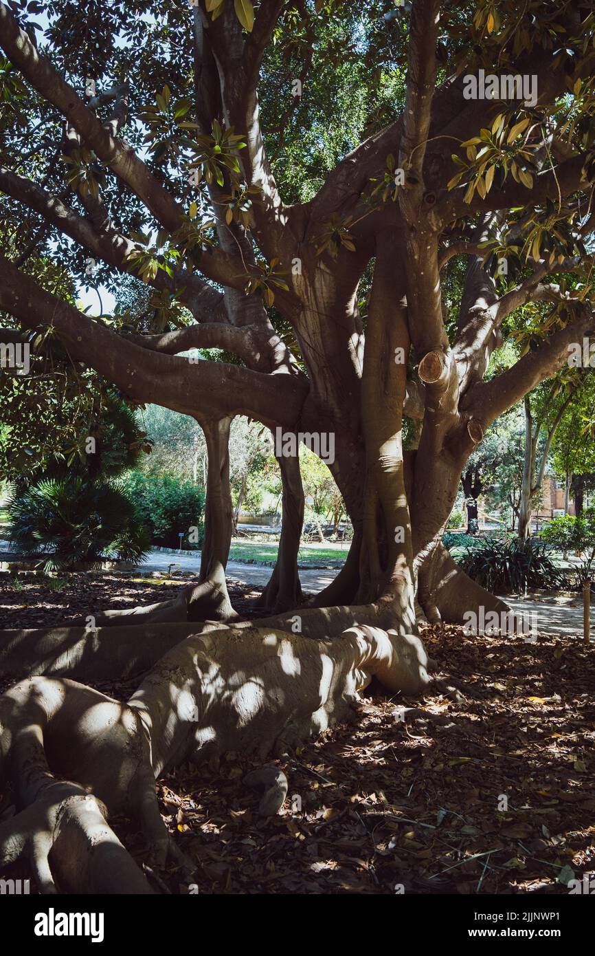 A vertical shot of big deformed tree in Botanical Garden of Cagliari ...