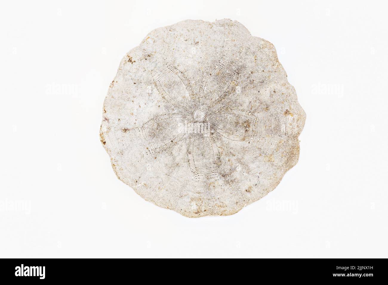 The Sand Dollar a marine sea urchin Stock Photo - Alamy