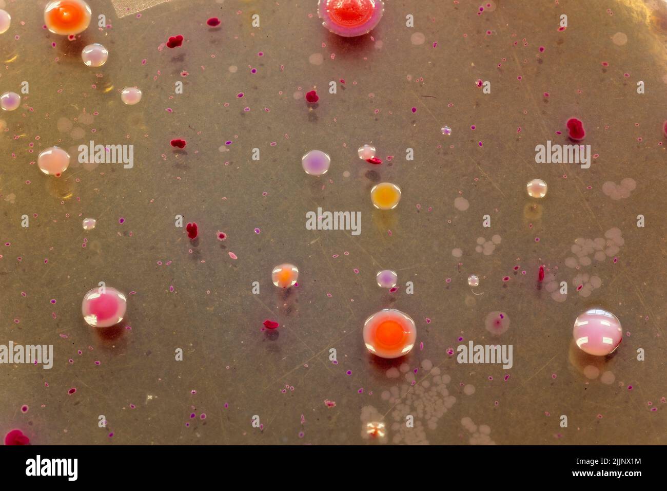 E. coli and other bacteria growing on a peri plate. Collected from a ...