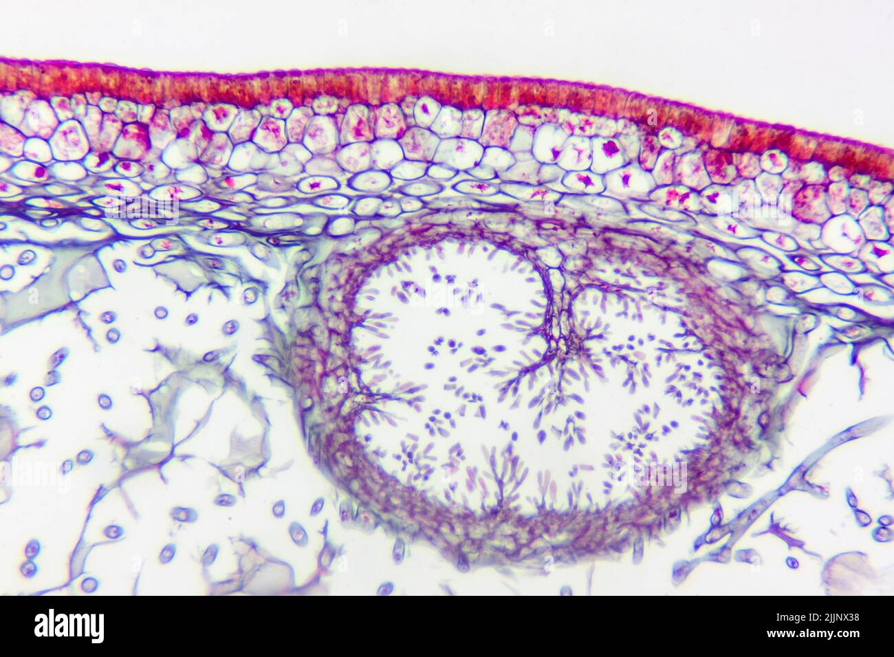 A slide of Fucus vesiculosus male showing conceptacles Stock Photo - Alamy