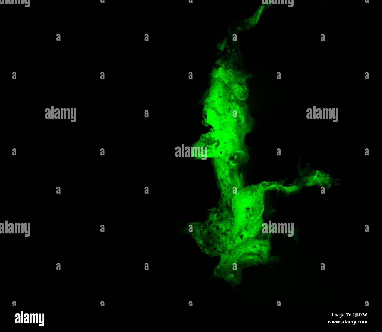 Microplastic, stained with Nile Red dye, viewed through a fluorescence ...
