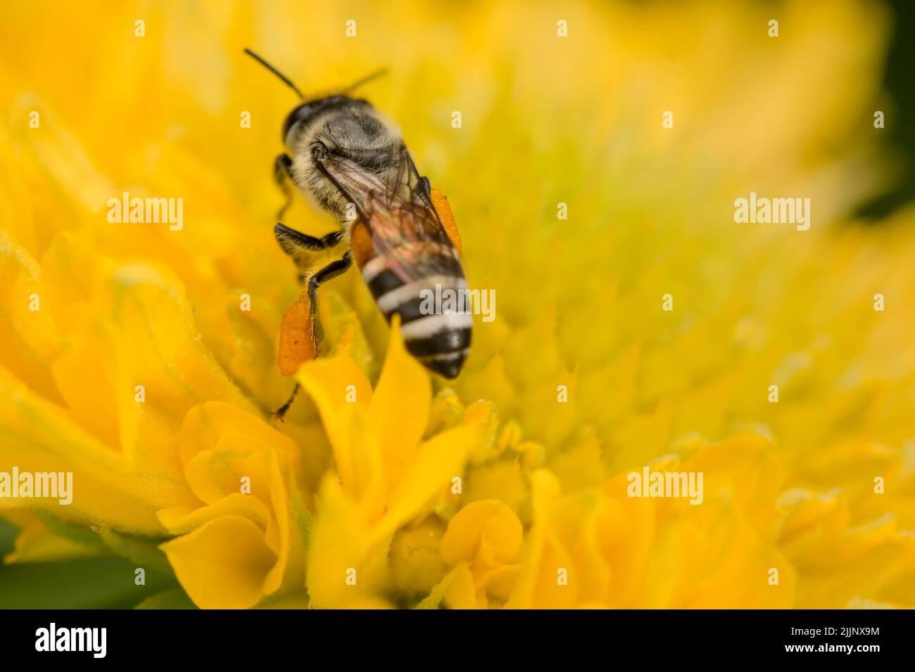 Honey bee on the yellow colored flower. Backside of the bee with pollen ...