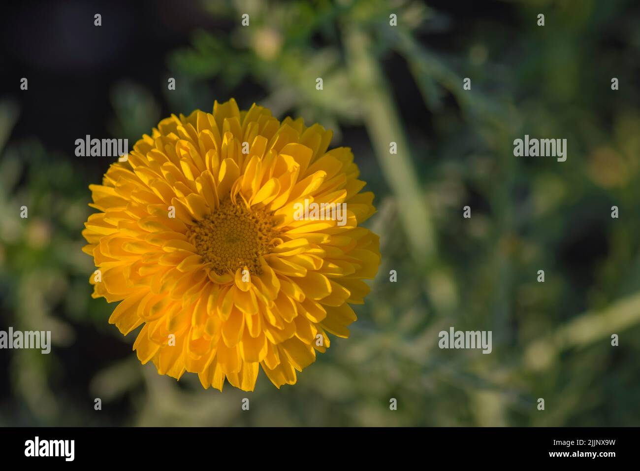 Bijli flower hi-res stock photography and images - Alamy
