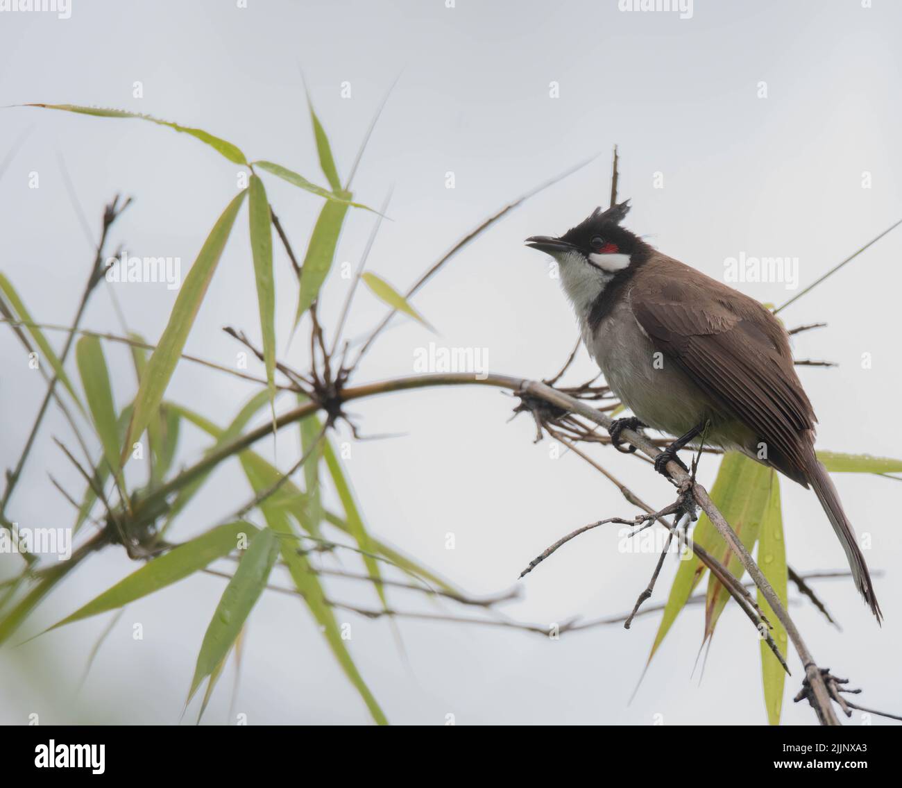 Bulbul on branch hi-res stock photography and images - Alamy