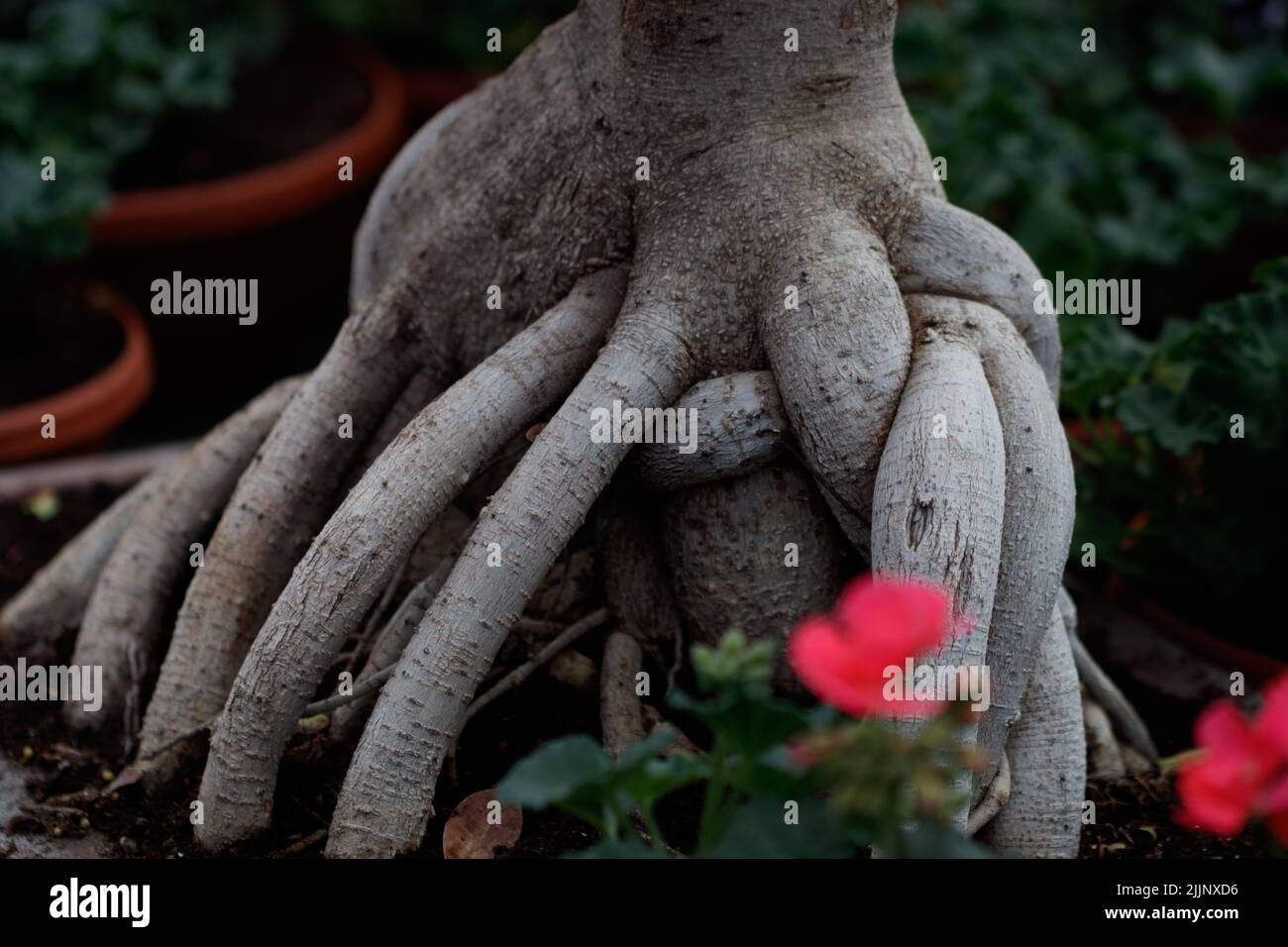 The roots of bonsai tree in a garden Stock Photo - Alamy