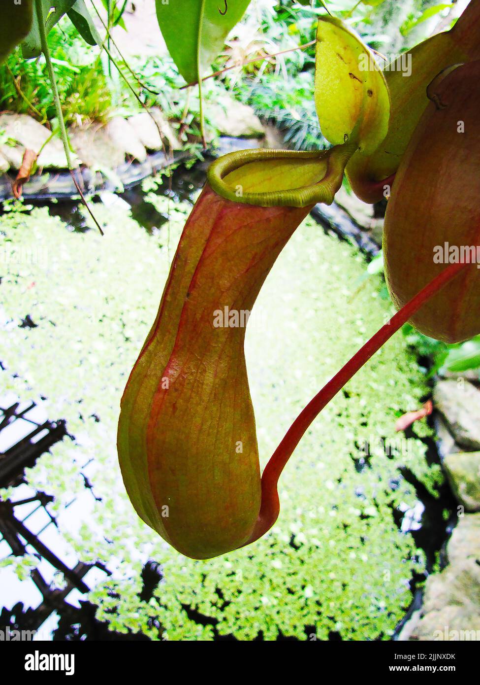 Predatory carnivorous exotic plant hi-res stock photography and images ...