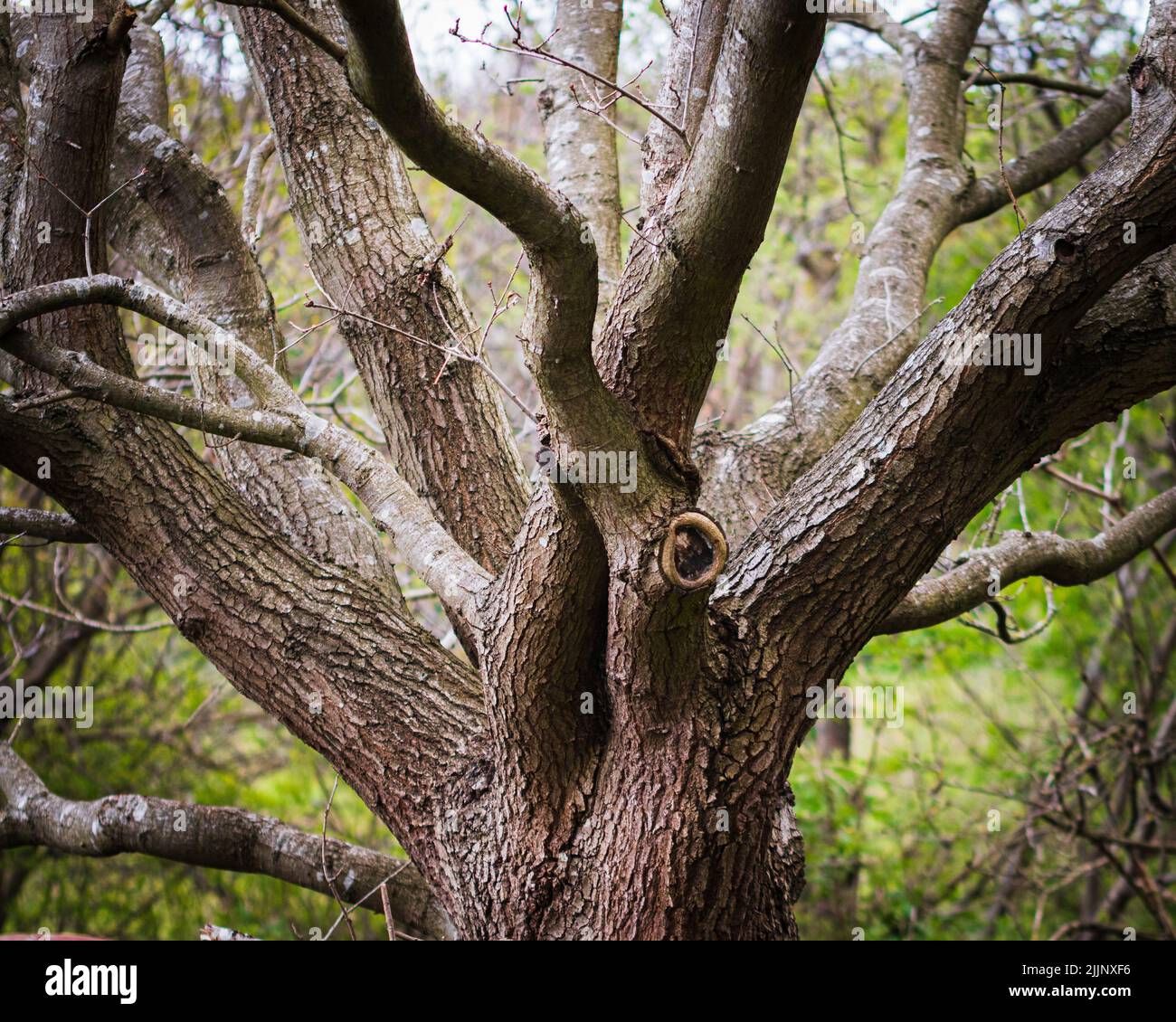 Old majestic tree hi-res stock photography and images - Alamy