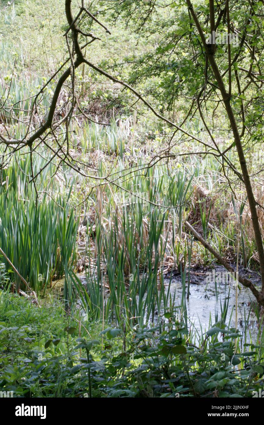 Aquatic environment hi-res stock photography and images - Alamy