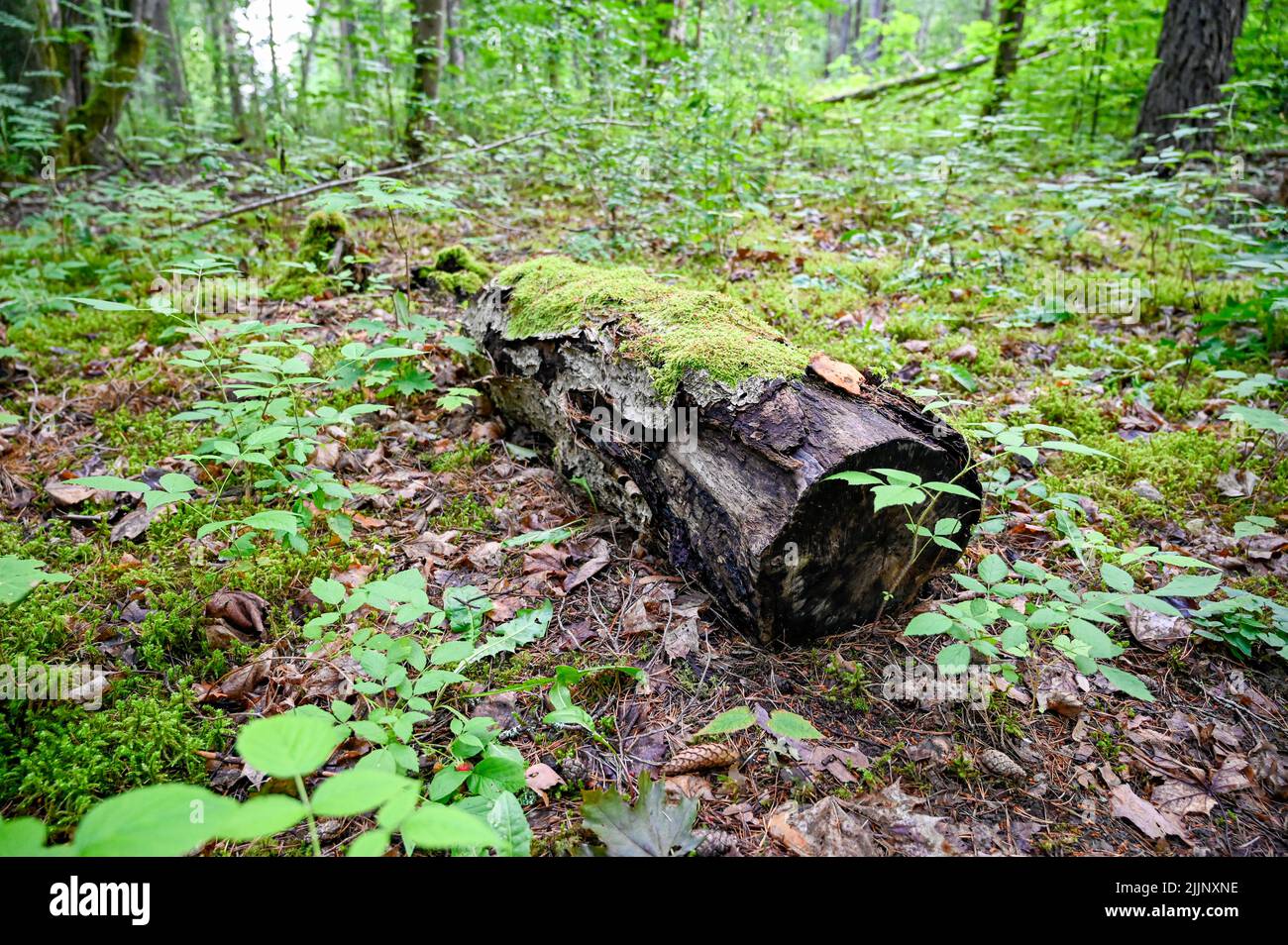 dead wood trunk lying on ground in forest Stock Photo - Alamy