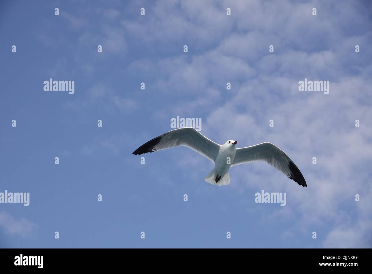 The Mediterranean gull flying in blue sky Stock Photo - Alamy