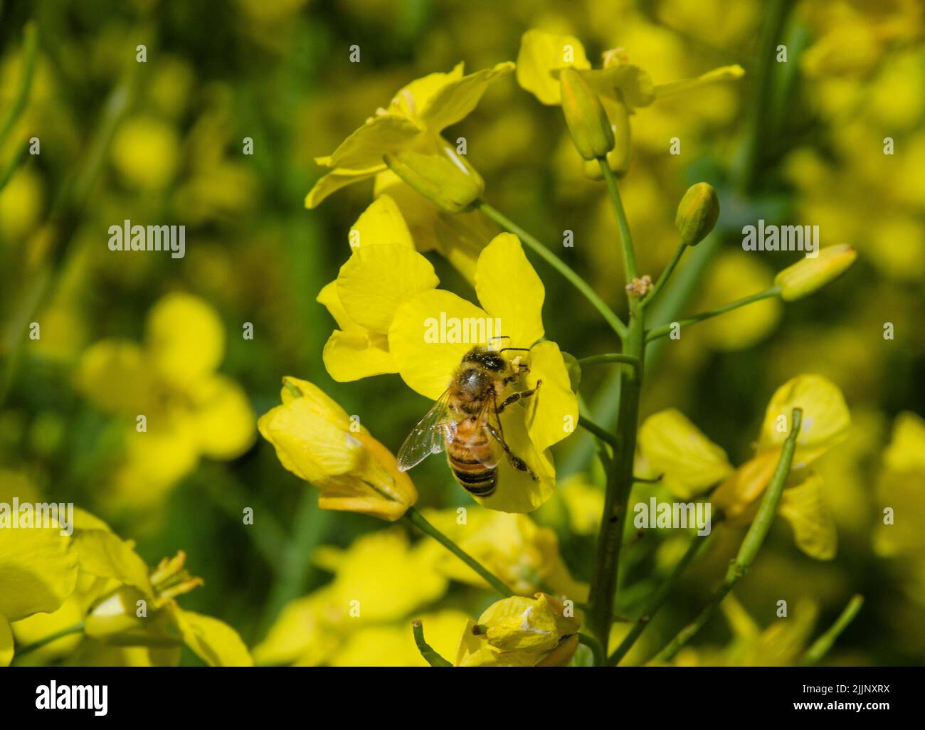A macro of a bee collecting pollen from a yellow flower Stock Photo - Alamy