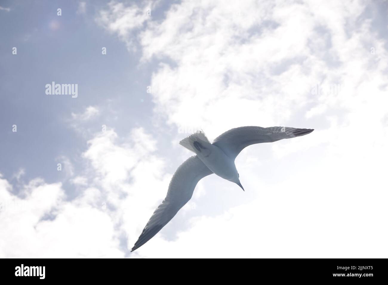 The Mediterranean gull flying in blue sky Stock Photo - Alamy
