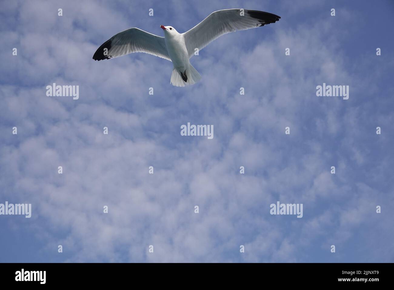 The Mediterranean gull flying in blue sky Stock Photo - Alamy
