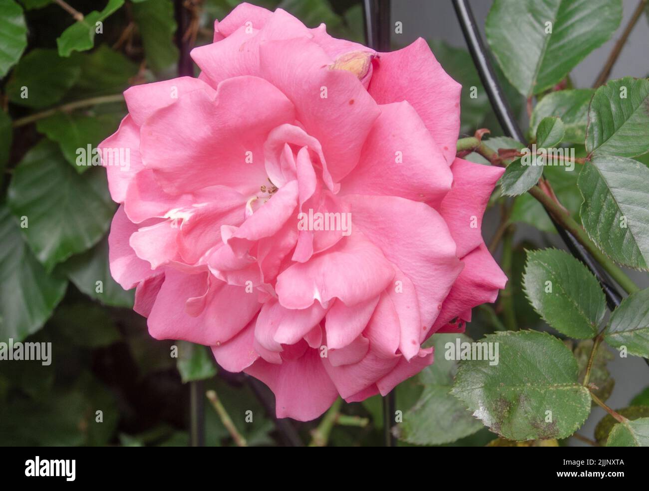 A selective of an elegant rose flower in a garden Stock Photo - Alamy