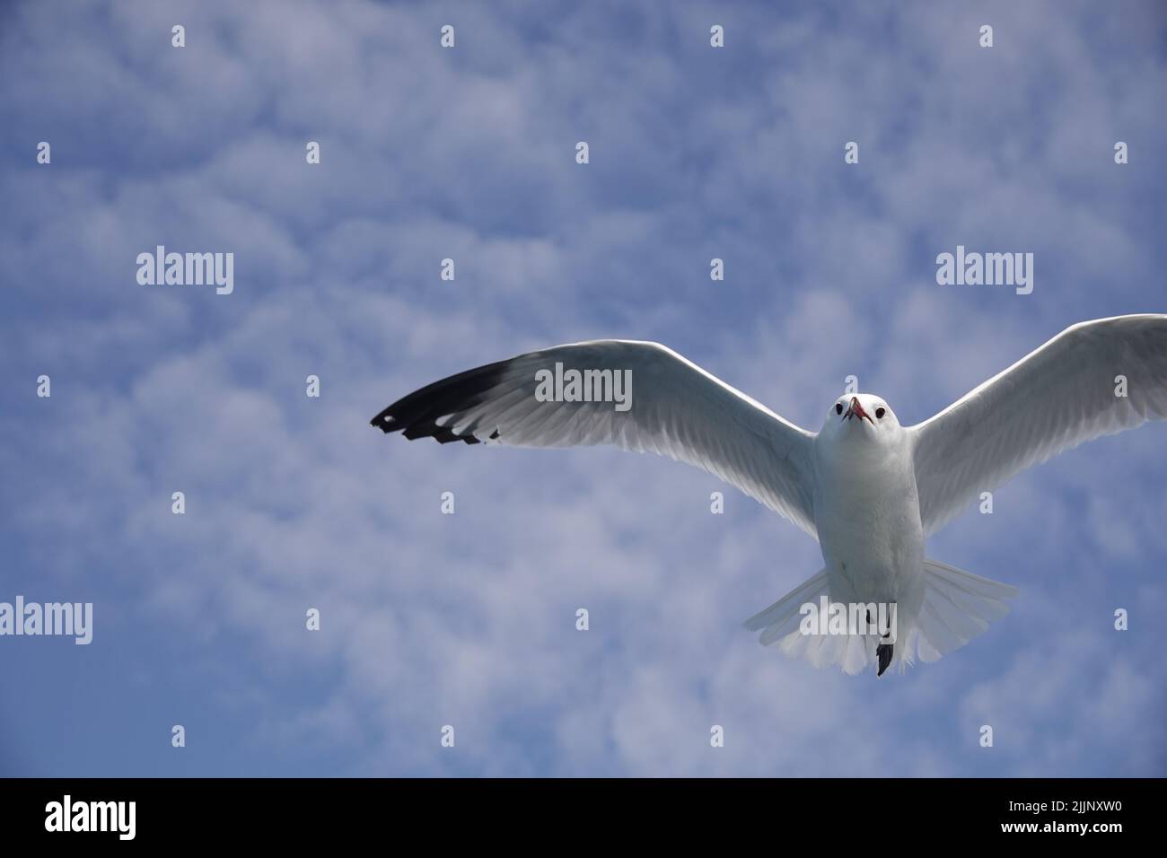 The Mediterranean gull flying in blue sky Stock Photo - Alamy