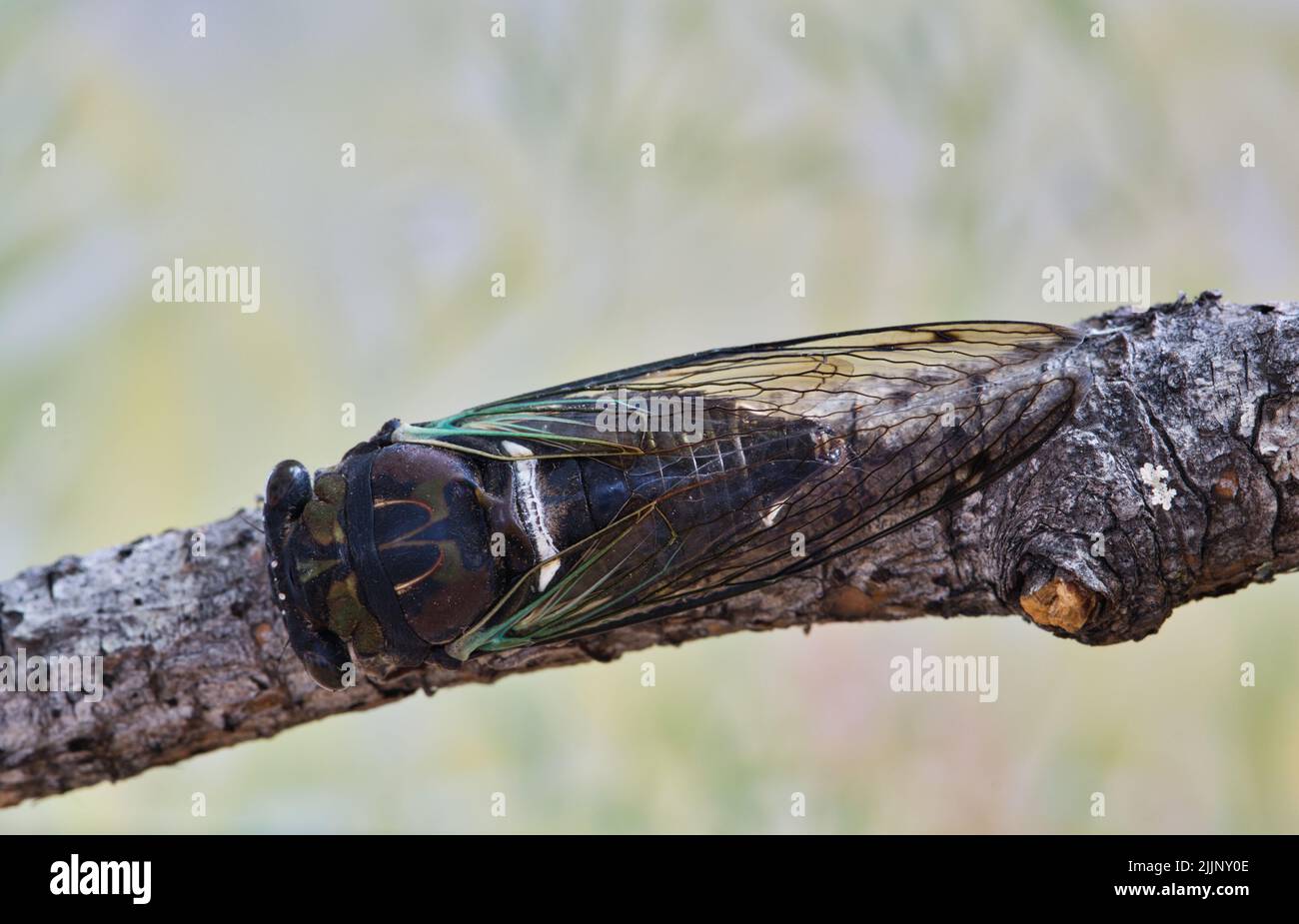 Texas native insects hi-res stock photography and images - Alamy