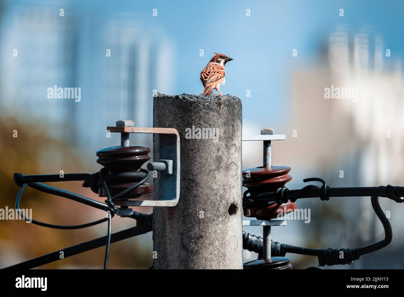 A birds eurasian tree sparrow on a lamp post overlooking in Cebu City ...
