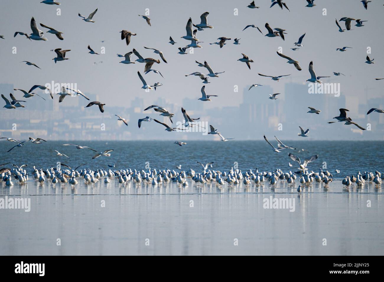 Birds flying seagulls with wild animals with nature and wings hi-res ...