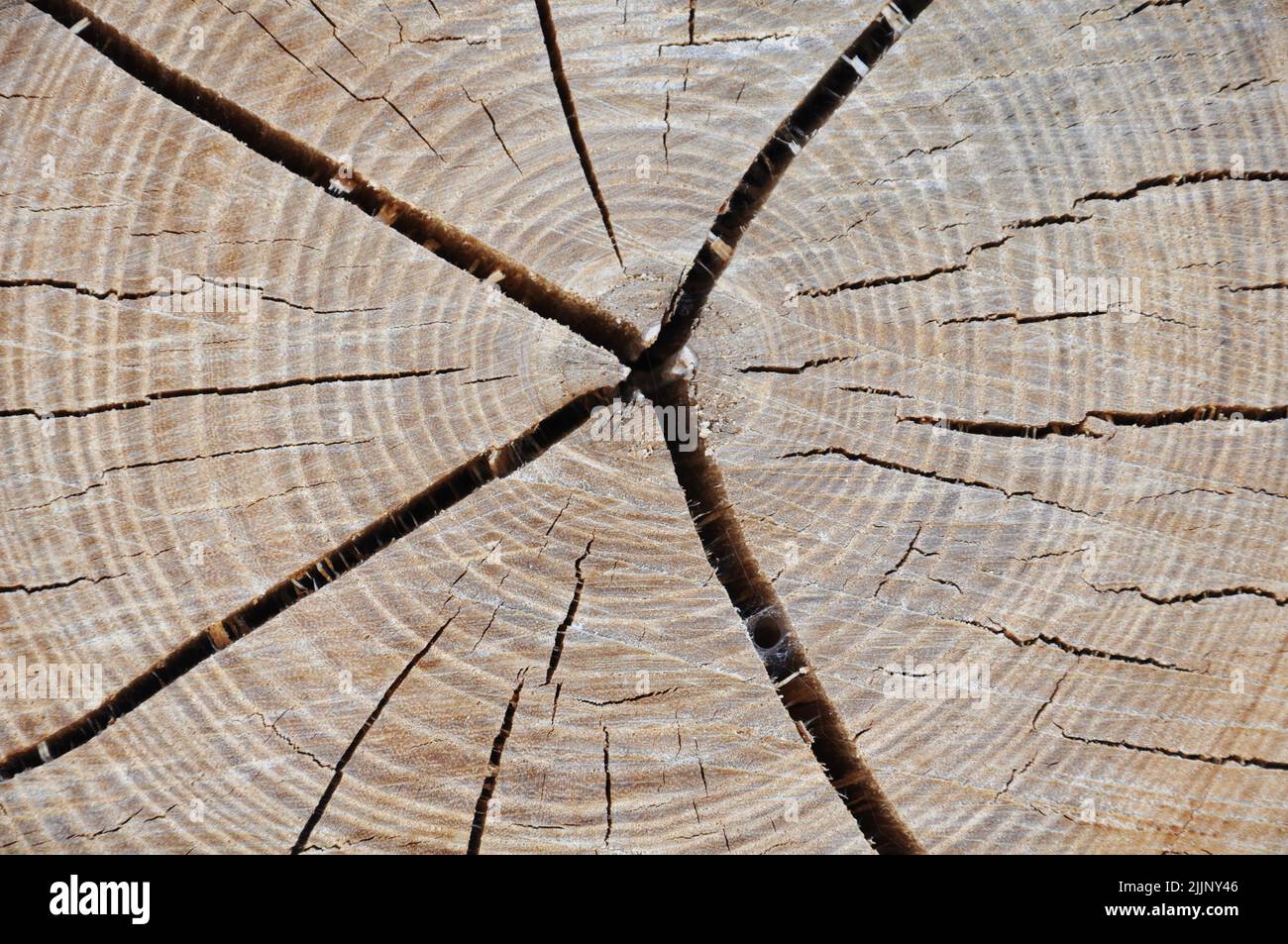 closeup photo of wood texture Stock Photo - Alamy