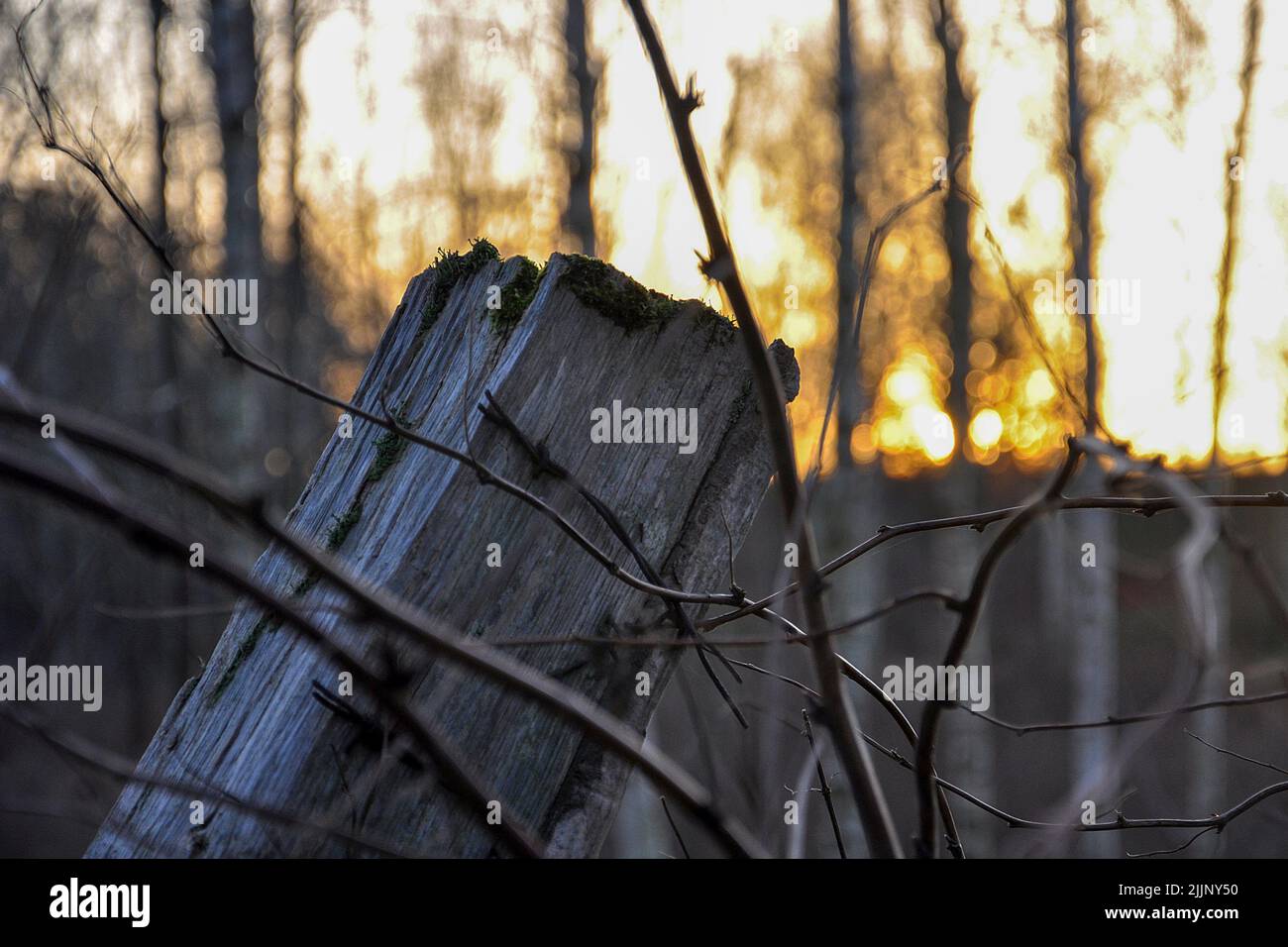 Closeup shot wood tree hi-res stock photography and images - Alamy