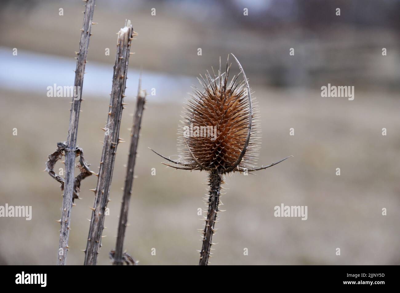 Prickly summer plant hi-res stock photography and images - Alamy