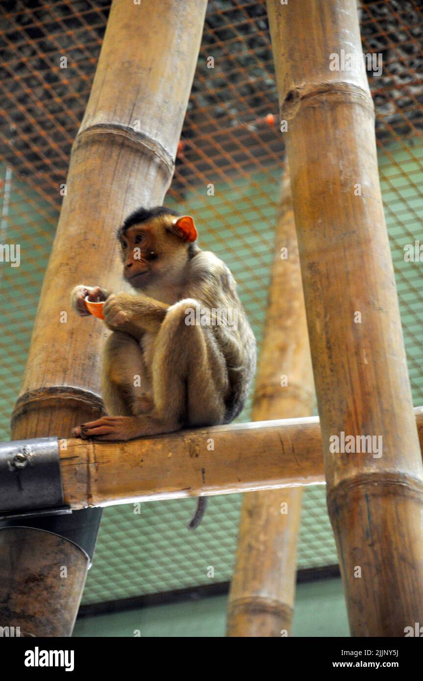closeup photo of monkey sitting on bamboo construction Stock Photo - Alamy