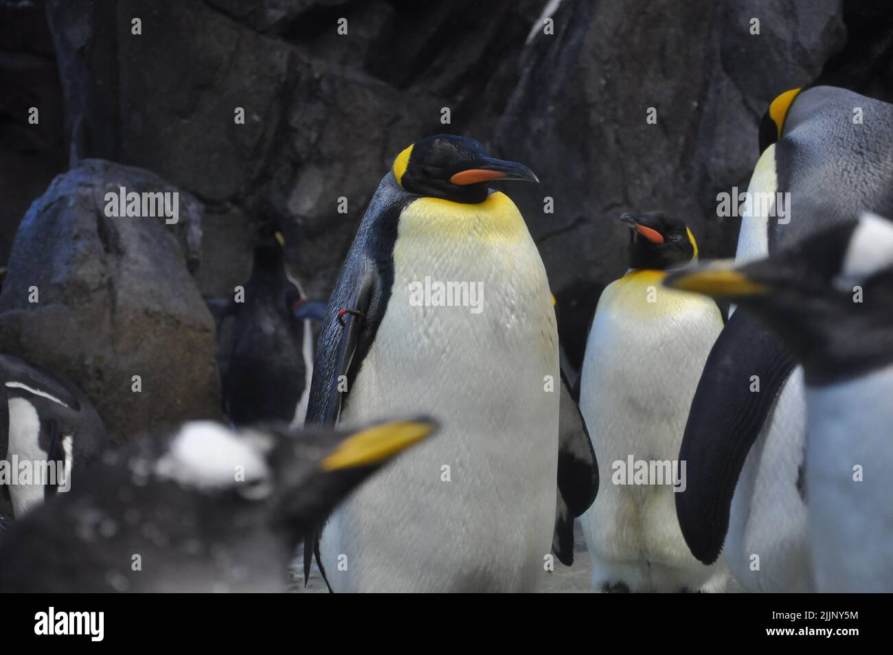 A closeup shot of king penguins Stock Photo - Alamy