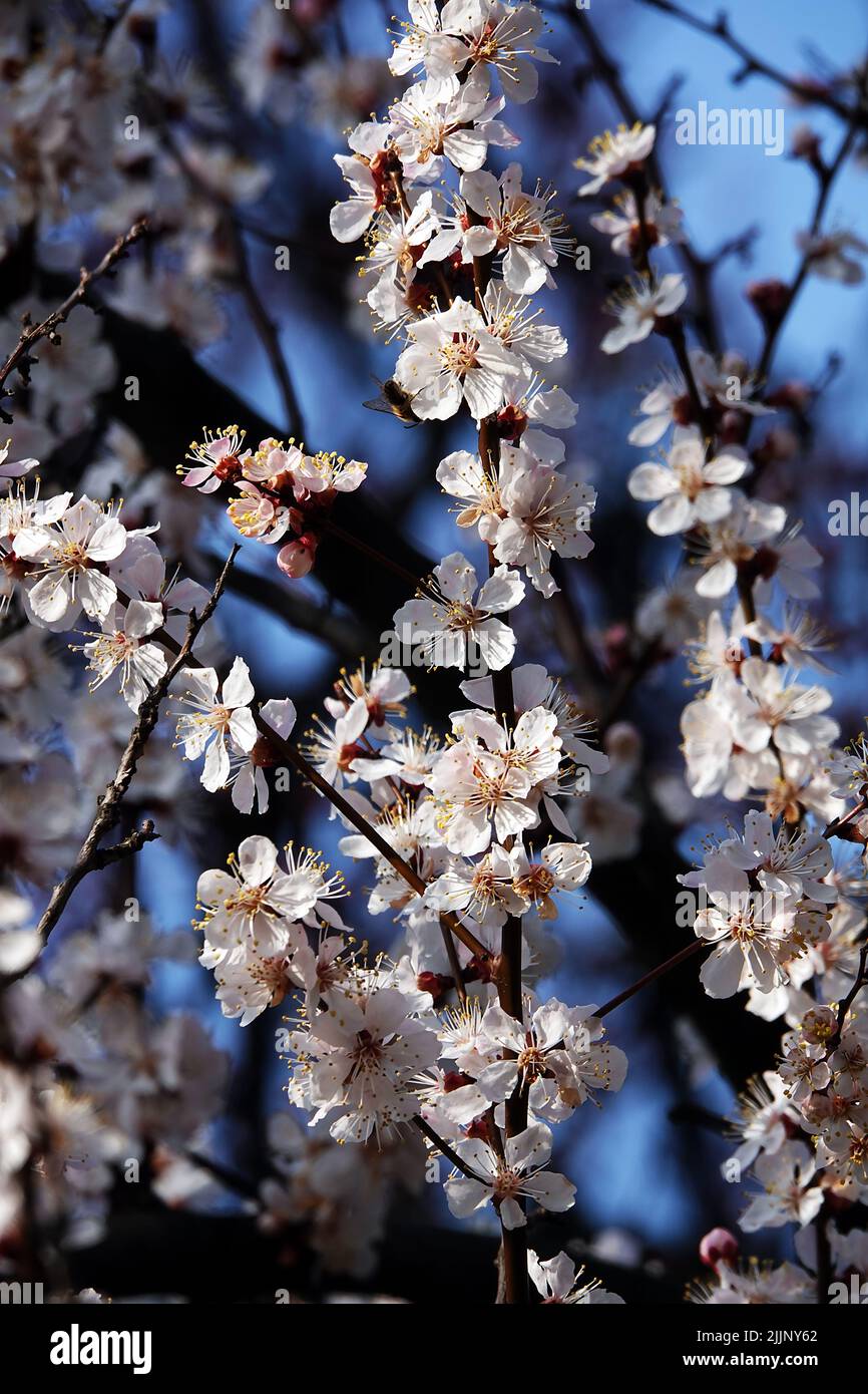 In spring, flowers on fruit trees bloom from the buds Stock Photo - Alamy