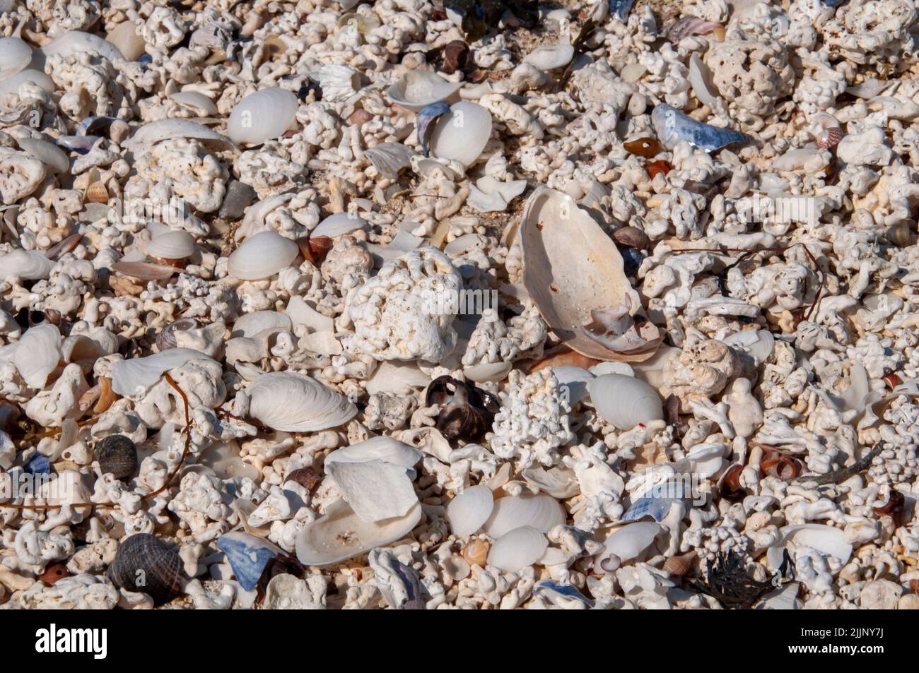 Small sea shore shells hi-res stock photography and images - Alamy