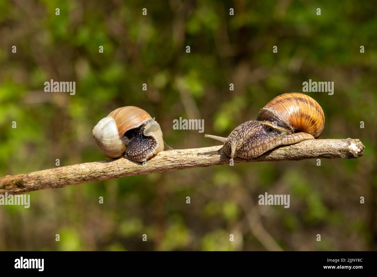 Two snails crawling on a stick on a blurred background Stock Photo - Alamy